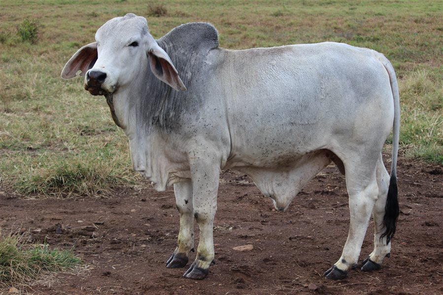 12 Brahman Bulls | Listing | Cattlesales