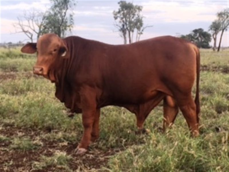 8 Droughtmaster Bulls | Listing | Cattlesales