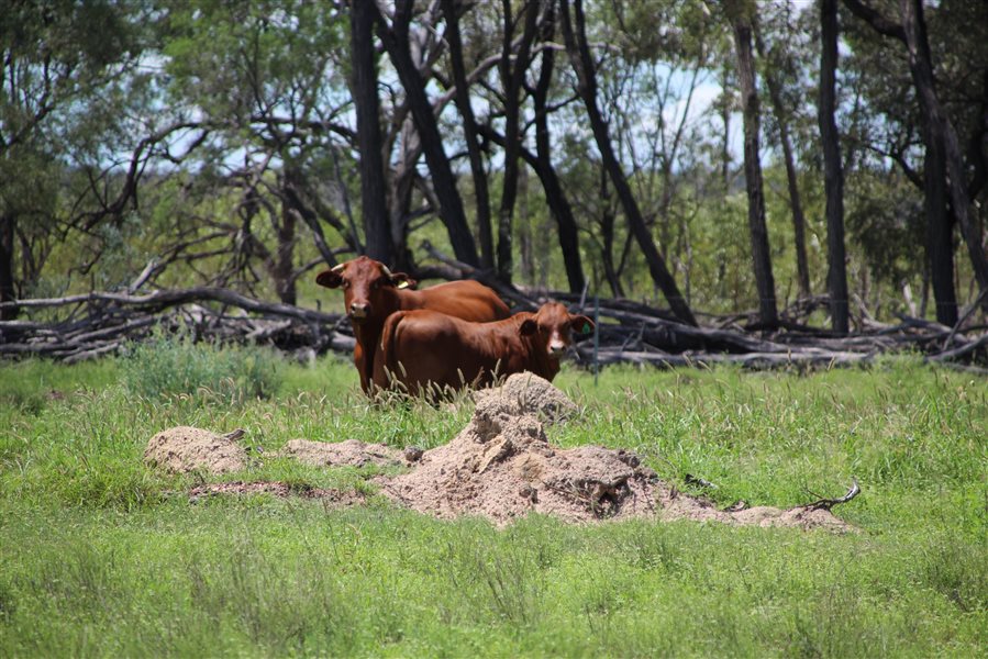 155 Droughtmaster Cows & Calves | Listing | Cattlesales