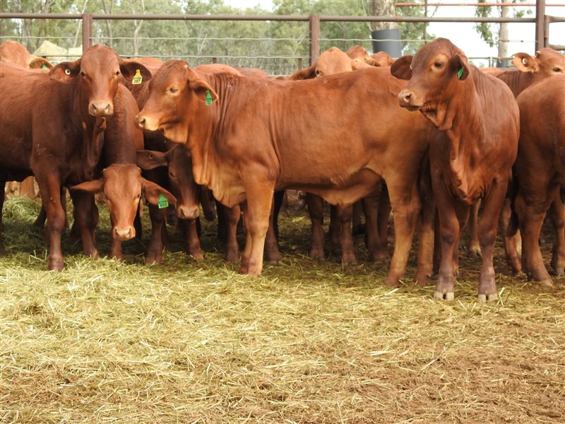 Search for Cattle | Buy | Cattlesales