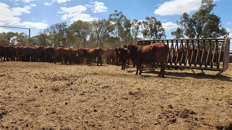 180 PTIC Santa Gertrudis Heifers | Listing | Cattlesales