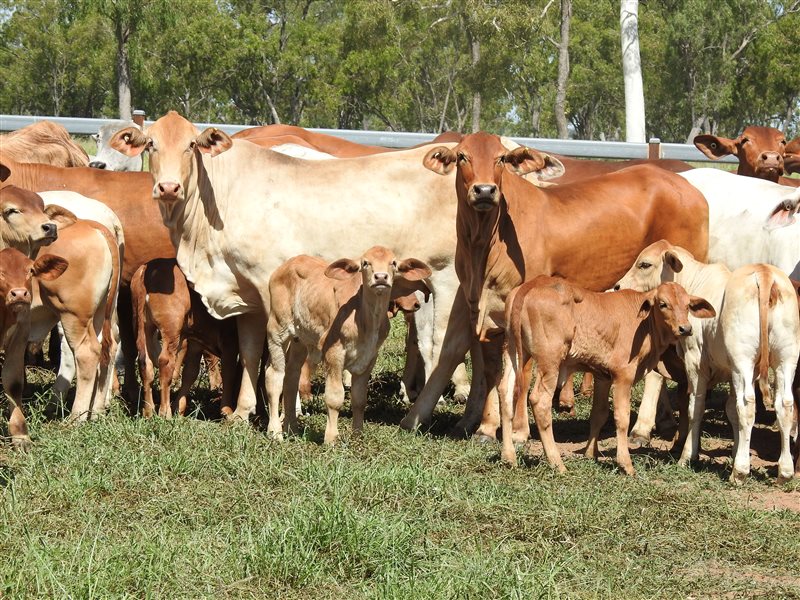 70 Droughtmaster Composite X Cows & Calves | Listing | Cattlesales