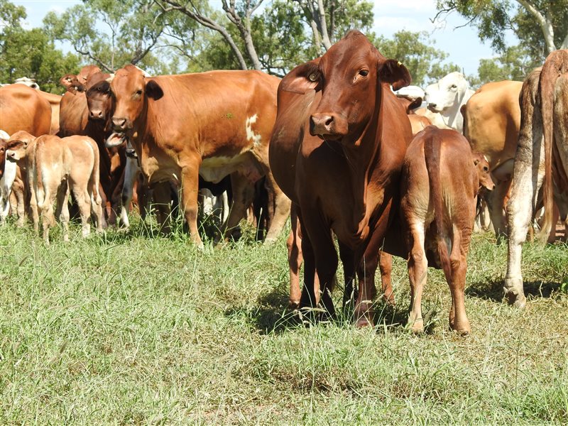 70 Droughtmaster Composite X Cows & Calves | Listing | Cattlesales