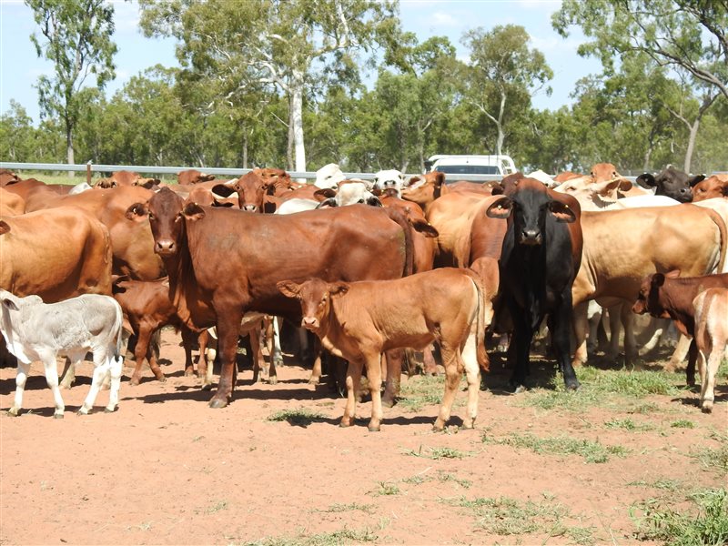 70 Droughtmaster Composite X Cows & Calves | Listing | Cattlesales