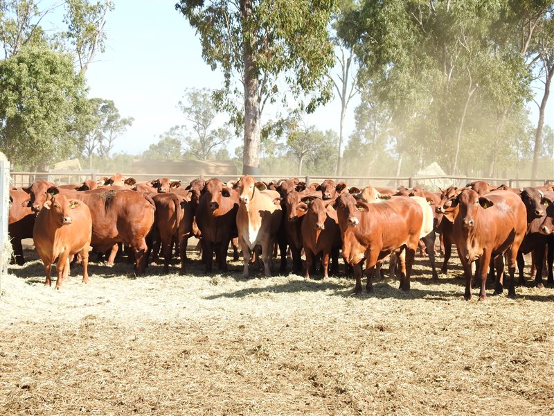 87 Droughtmaster Cows | Listing | Cattlesales