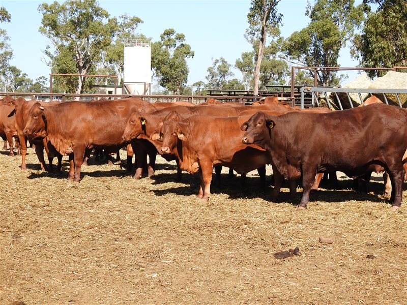87 Droughtmaster Cows | Listing | Cattlesales
