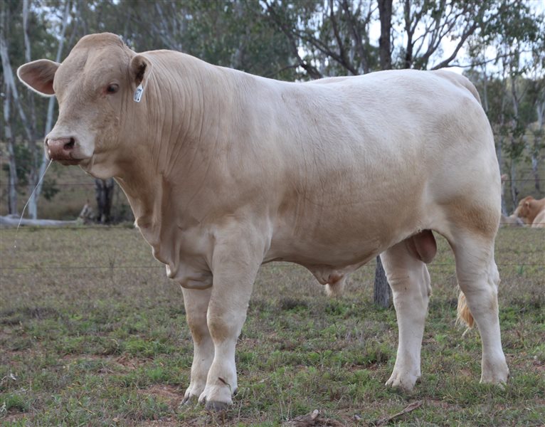 25 Charbray Bulls | Listing | Cattlesales