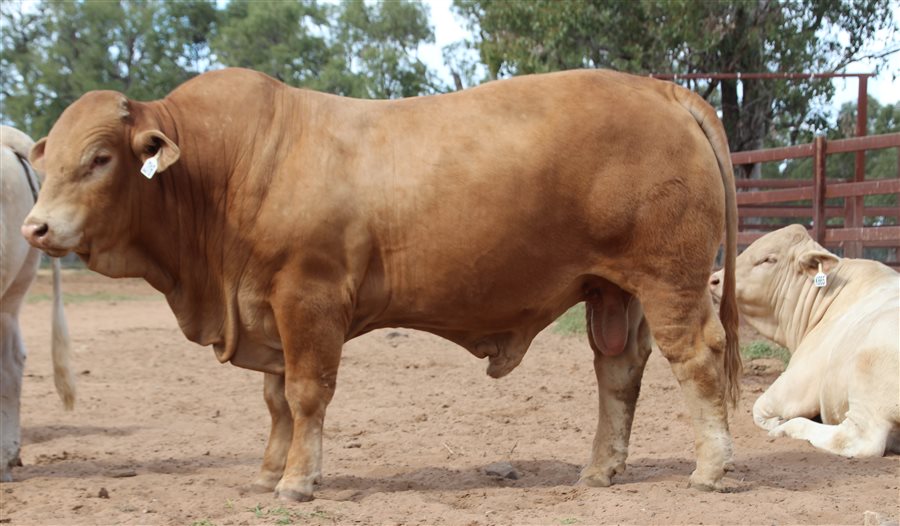 25 Charbray Bulls | Listing | Cattlesales