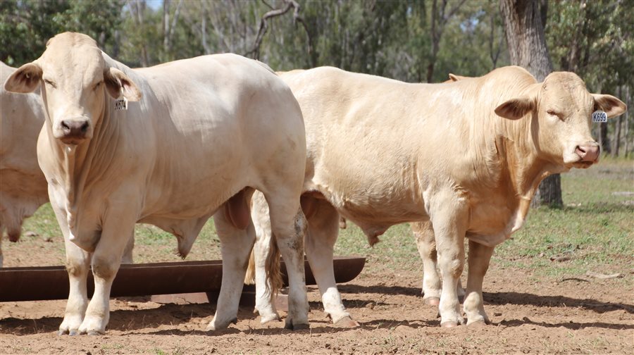 25 Charbray Bulls | Listing | Cattlesales