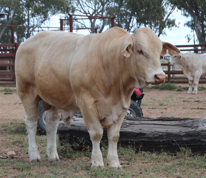 25 Charbray Bulls | Listing | Cattlesales