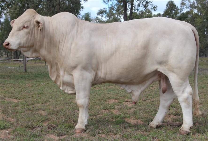 25 Charbray Bulls | Listing | Cattlesales