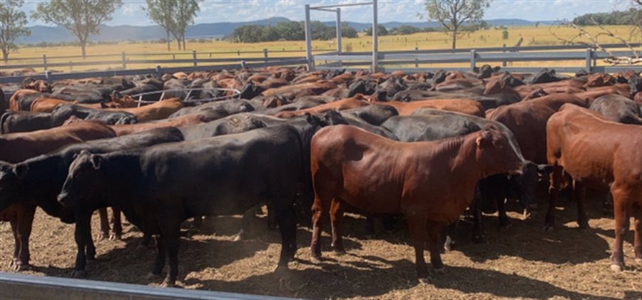 143 Angus X Santa Gertrudis Heifers | Listing | Cattlesales