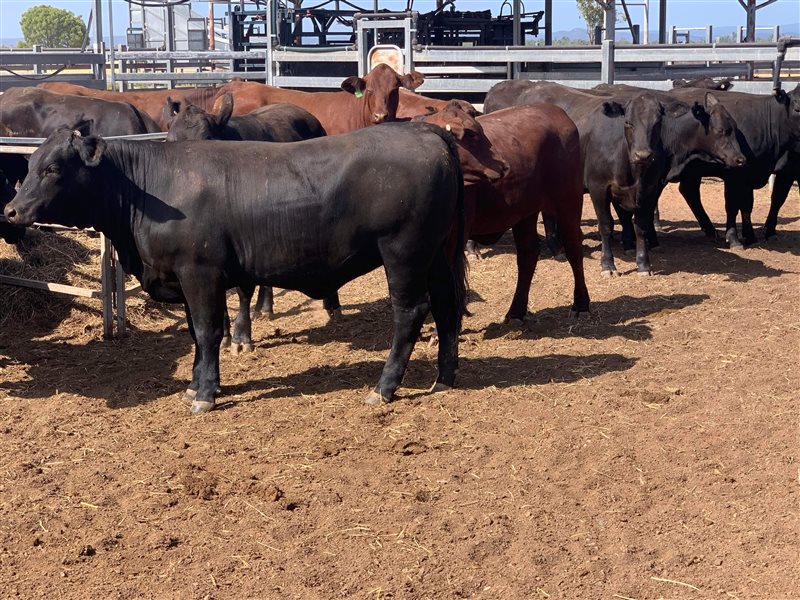 143 Angus X Santa Gertrudis Heifers | Listing | Cattlesales