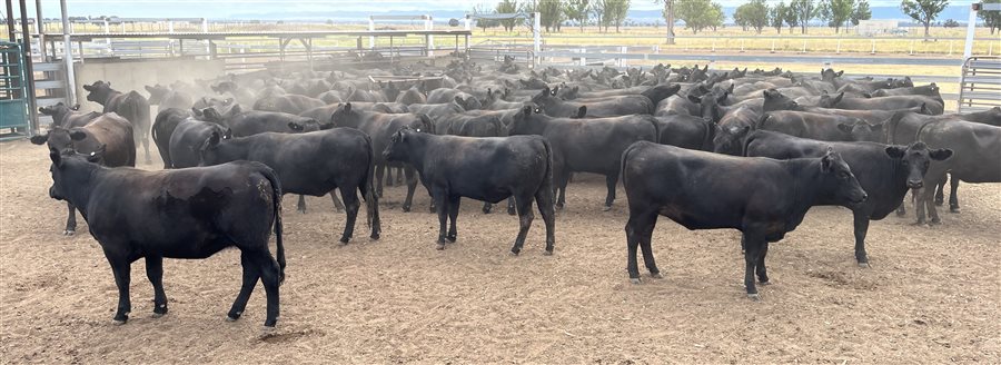 156 Angus Heifers | Listing | Cattlesales