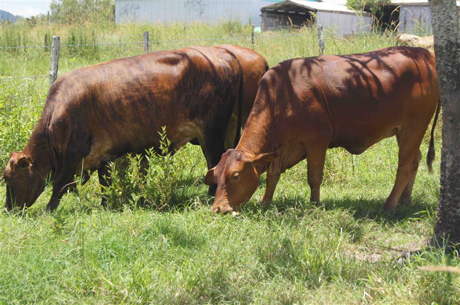 Search for Cattle | Buy | Cattlesales