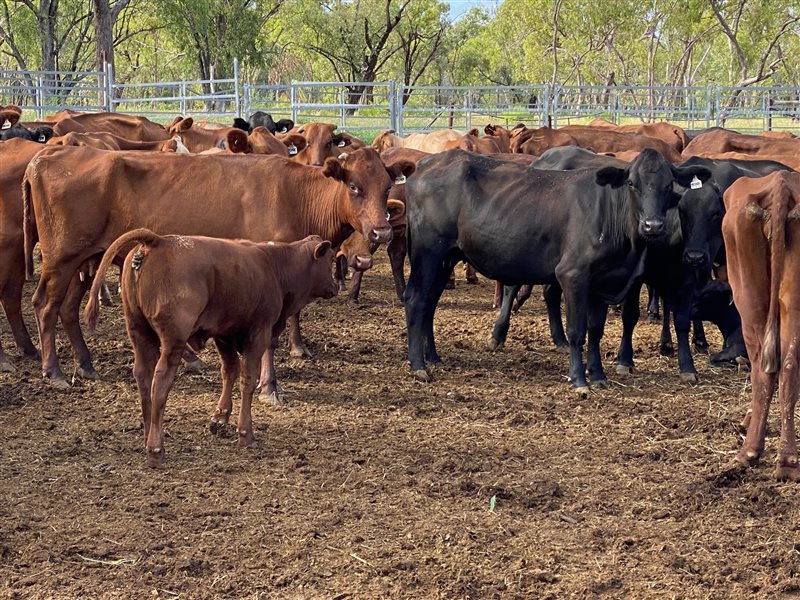 61 Santa Gertrudis X Cows & Calves | Listing | Cattlesales