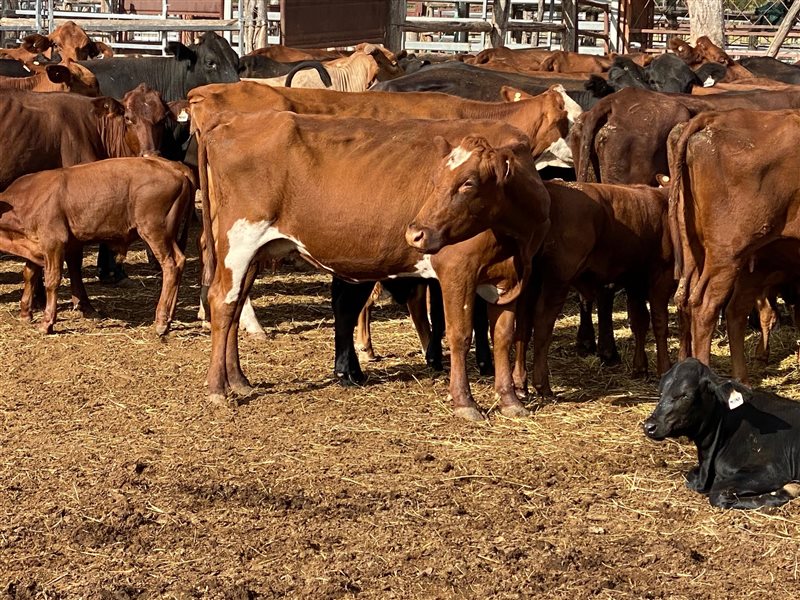 61 Santa Gertrudis X Cows & Calves | Listing | Cattlesales