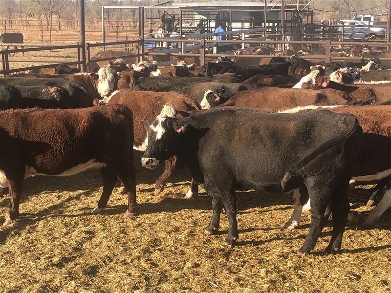 169 Ptic Hereford X Angus Cows Listing Cattlesales