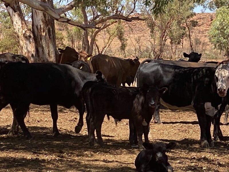 360 Angus Black Baldy Droughtmaster Hereford X Cows And Calves Listing