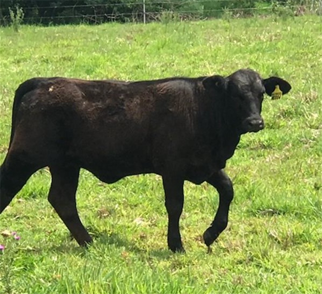 21 Ultrablack Heifers | Listing | Cattlesales