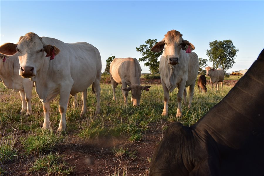 Search for Cattle | Buy | Cattlesales