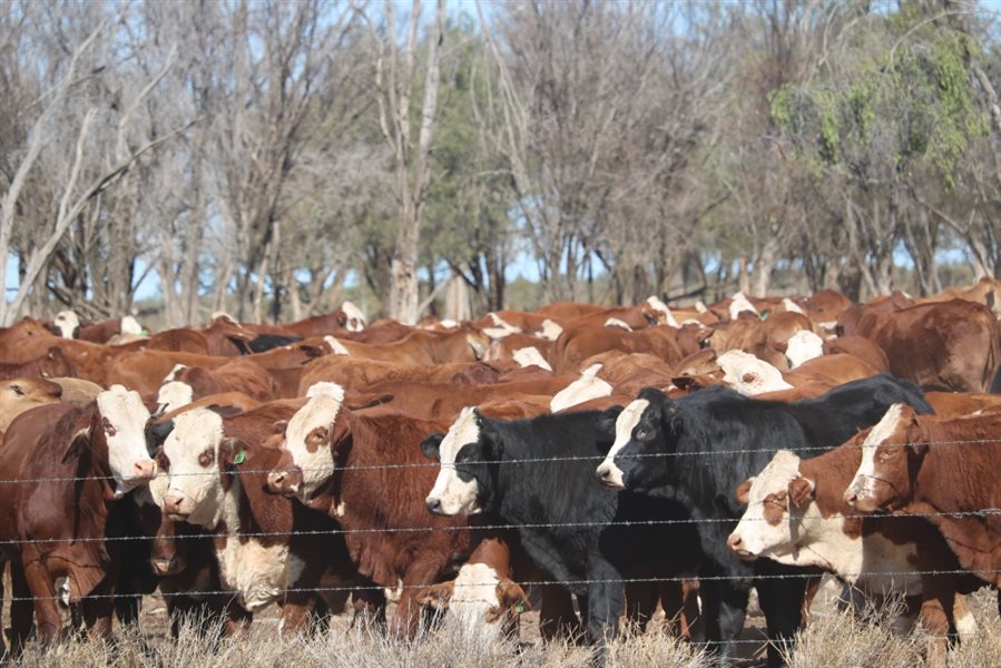 Search for Cattle | Buy | Cattlesales