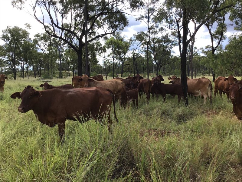 140 Droughtmaster X Santa Gertrudis Cows & Calves | Listing | Cattlesales
