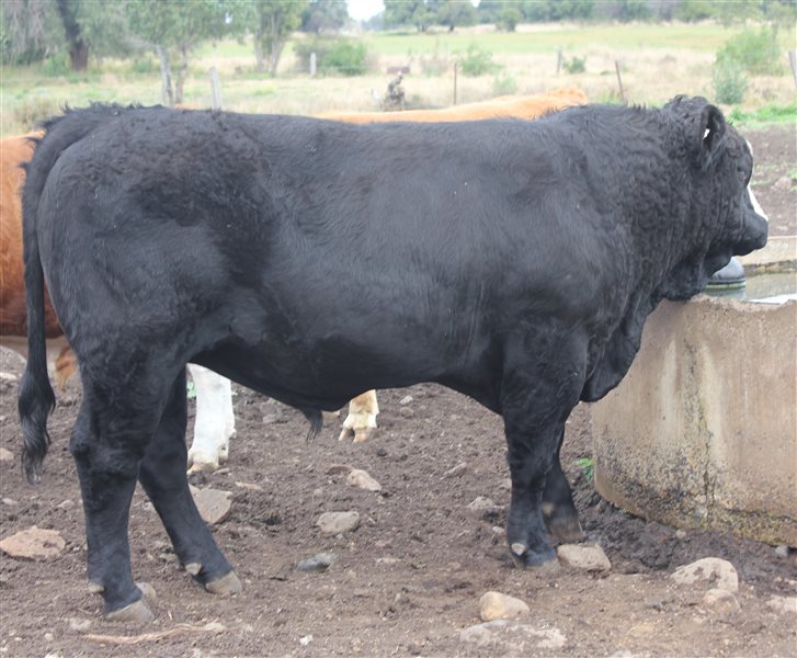 5 Simmental Bulls | Listing | Cattlesales
