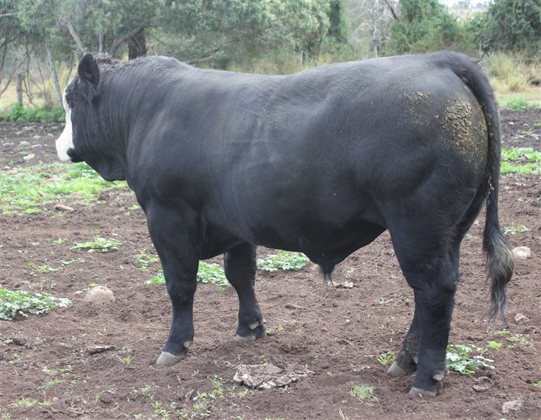 5 Simmental Bulls | Listing | Cattlesales