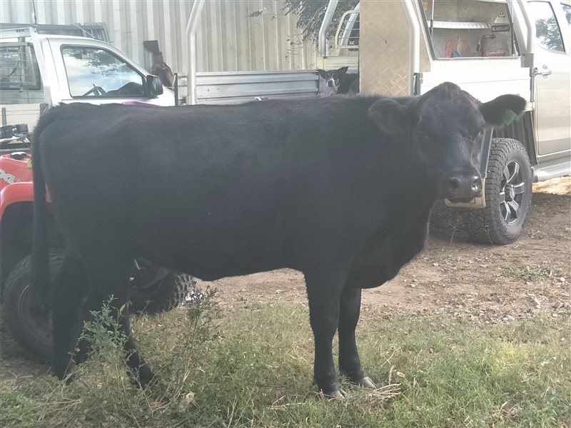 8 Angus Cows | Listing | Cattlesales