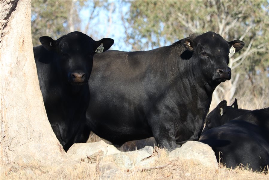 Inglebrae Farms Angus Annual Sale - 28 Stud Angus Bulls | Listing ...