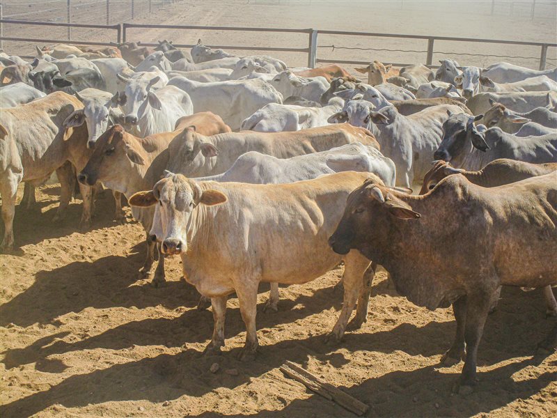186 Brahman X Cows | Listing | Cattlesales
