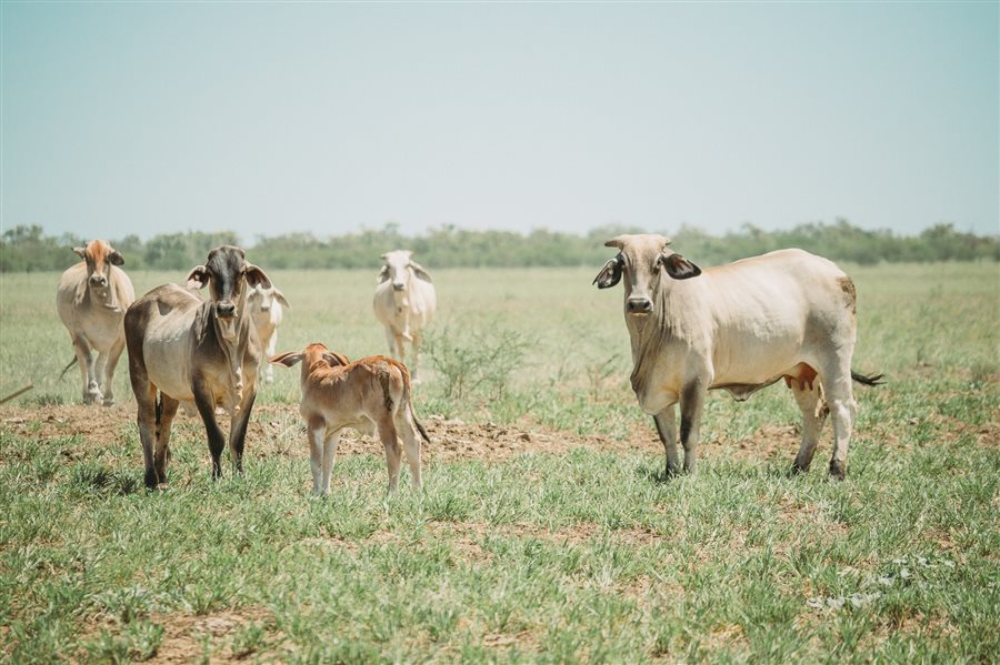 200 Brahman X Cows & Calves | Listing | Cattlesales