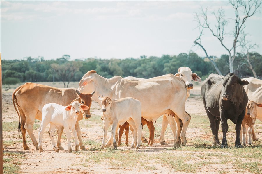 350 Brahman X Cows & Calves | Listing | Cattlesales