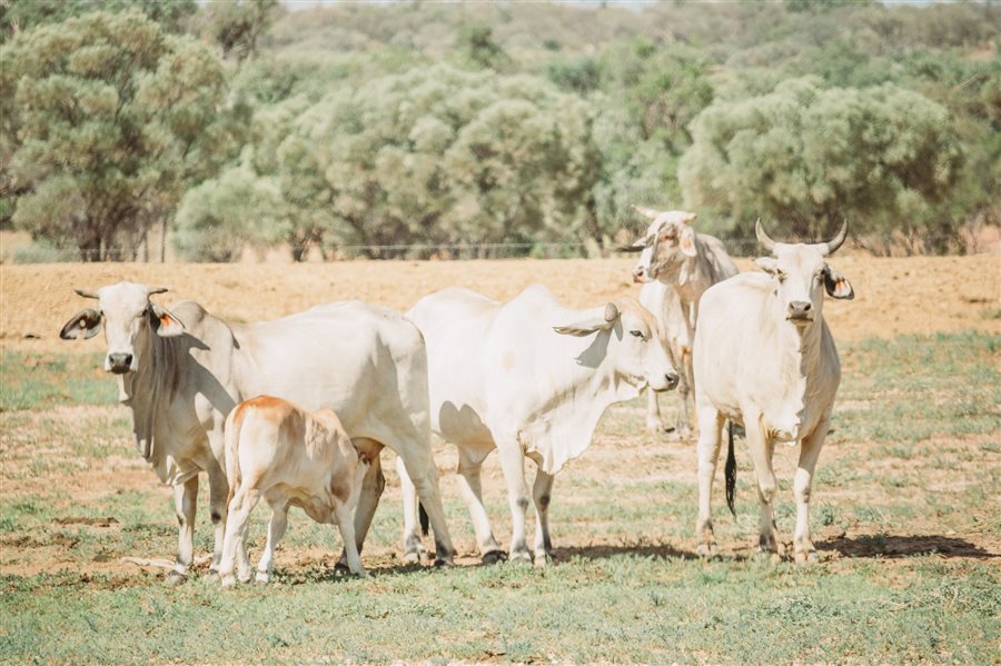 350 Brahman X Cows & Calves | Listing | Cattlesales