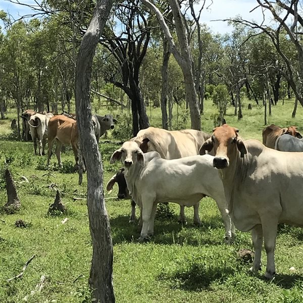 Search for Cattle | Buy | Cattlesales