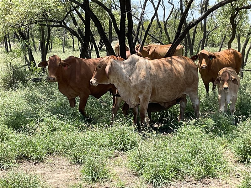 108 Droughtmaster X Composite Cows & Calves | Listing | Cattlesales
