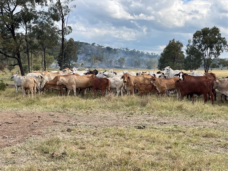 500 Brahman X Cows & Calves | Listing | Cattlesales