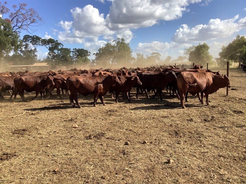 132 PTIC Droughtmaster Cows | Listing | Cattlesales