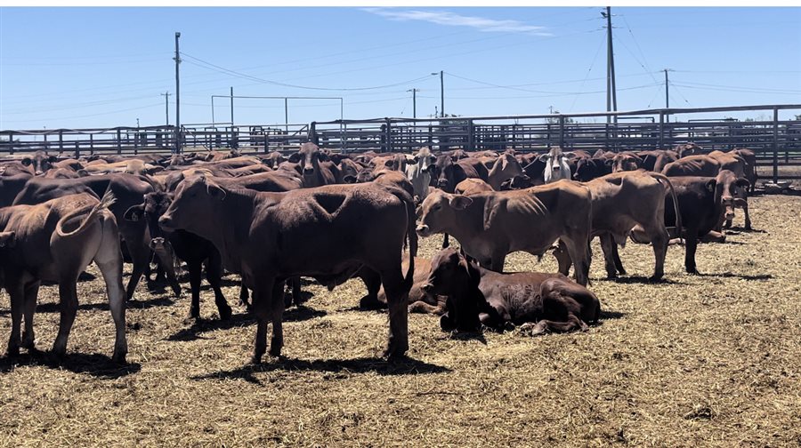 515 Droughtmaster X Steers | Listing | Cattlesales