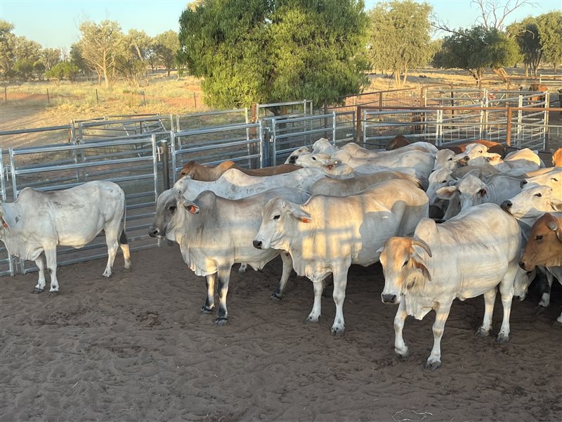 69 Brahman Cows | Listing | Cattlesales