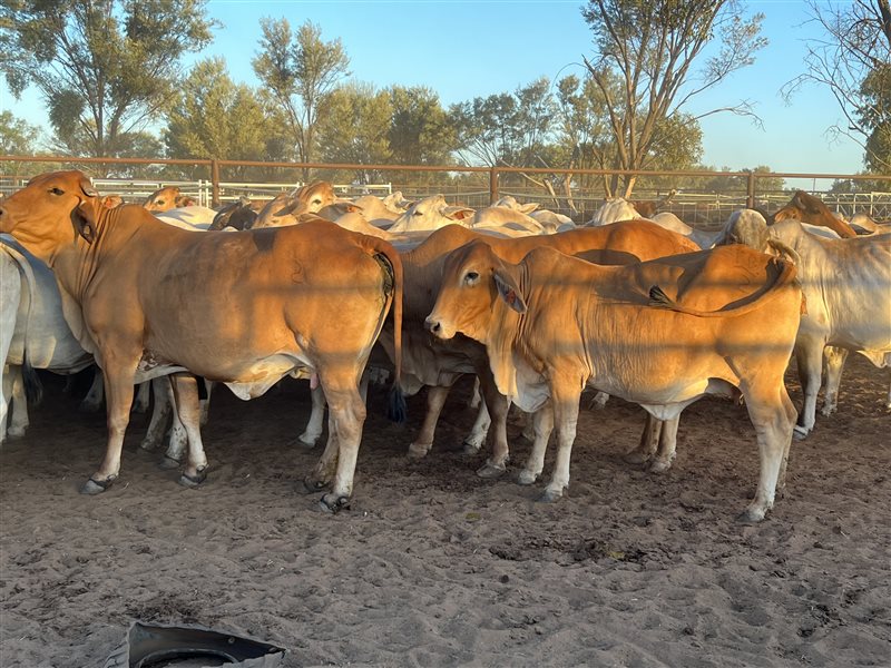69 Brahman Cows | Listing | Cattlesales