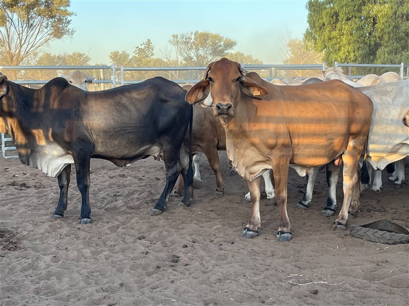 69 Brahman Cows | Listing | Cattlesales