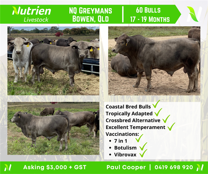 60 Greyman Bulls | Listing | Cattlesales
