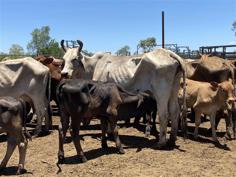 67 Composite X Cows & Calves | Listing | Cattlesales
