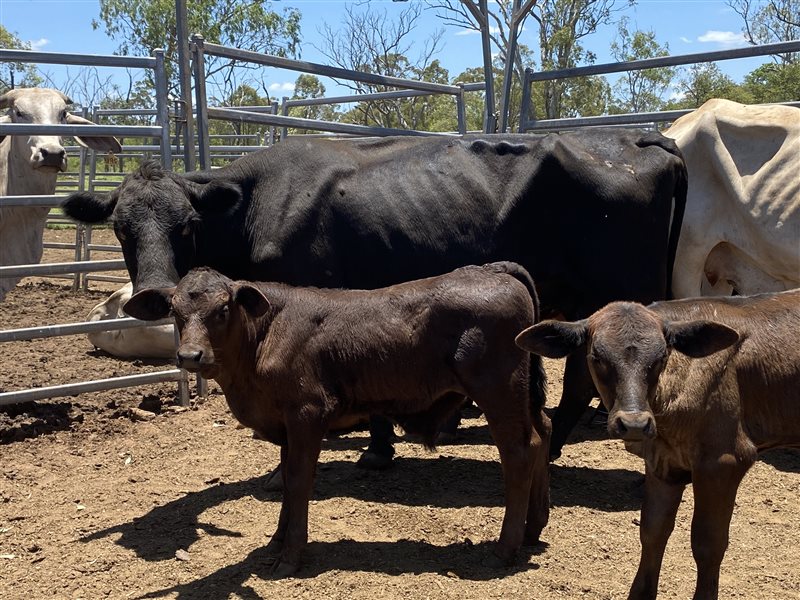 67 Composite X Cows & Calves | Listing | Cattlesales
