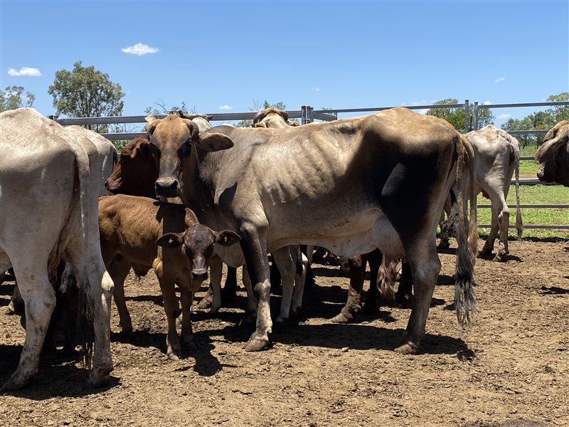 67 Composite X Cows & Calves | Listing | Cattlesales