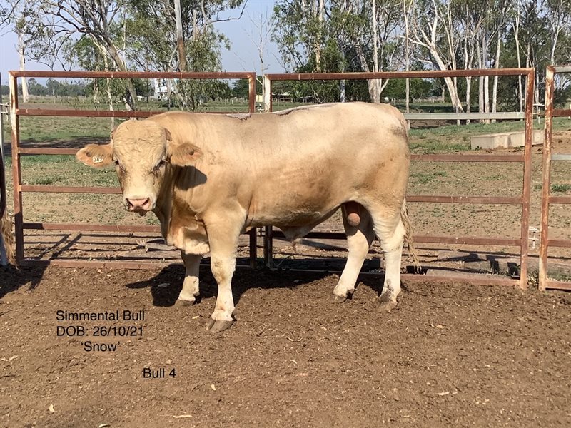5 Simmental Bulls | Listing | Cattlesales