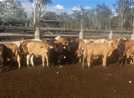 Australia's Premium site for sourcing cattle | Cattlesales