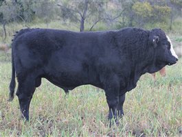 5 Simmental Bulls | Listing | Cattlesales
